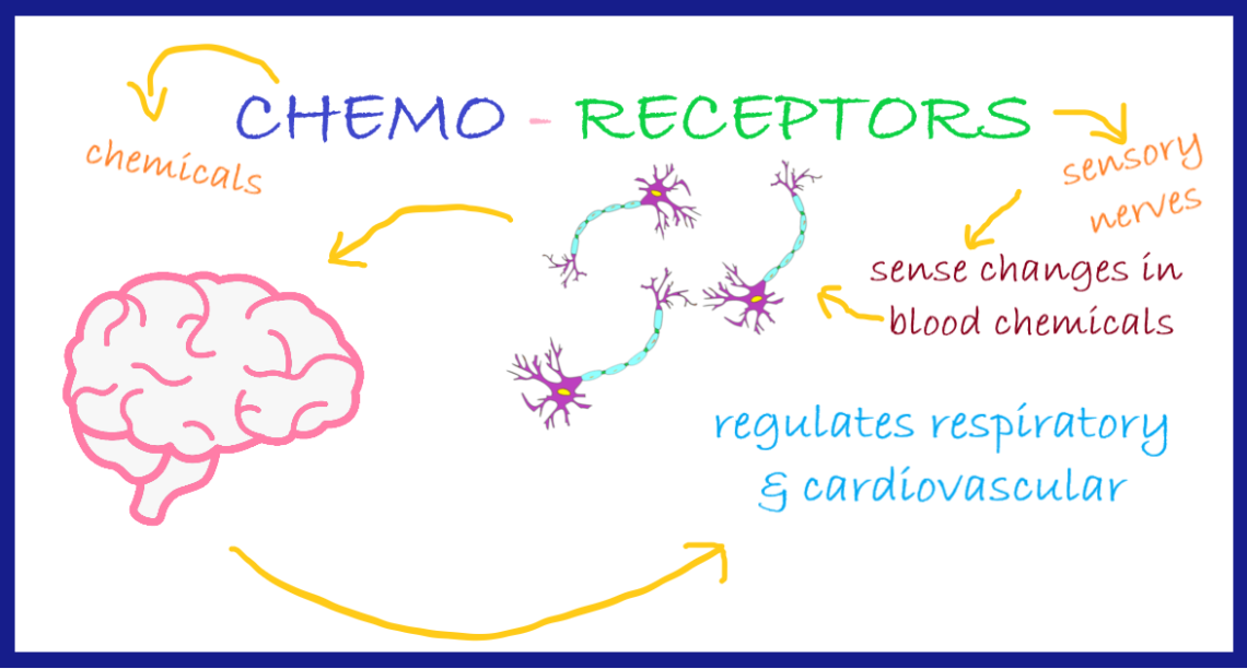 Chemoreceptors - Chemoreceptors